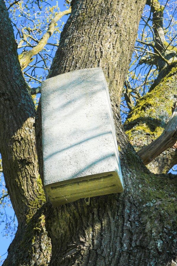 Bat Box fixed to tree. stock image. Image of tree, blue - 373166929