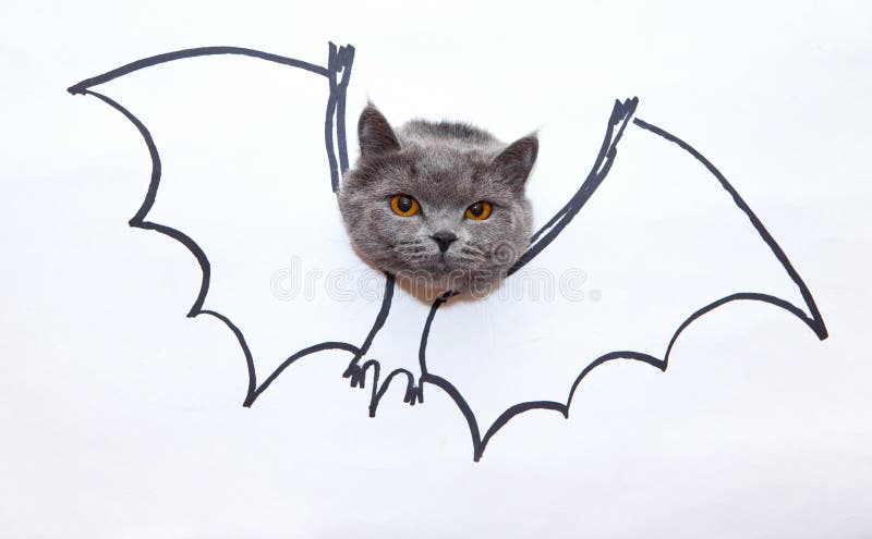 Bat cat stock image. Image of kitten, black, adorable - 30526729
