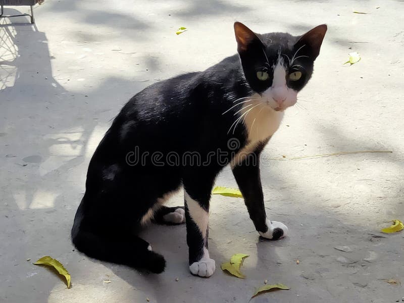 Looking hard stock photo. Image of cultural, burka, exotic - 4705622