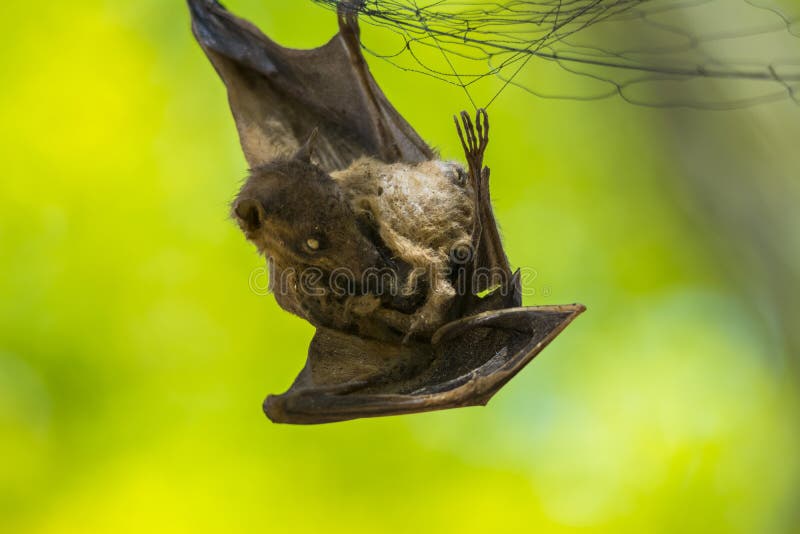 A bat caught in net stock image. Image of cavern, cave - 239536615