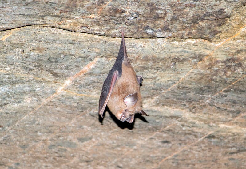 Bat in cave stock image. Image of rock, night, glow, ghoulish - 34013957