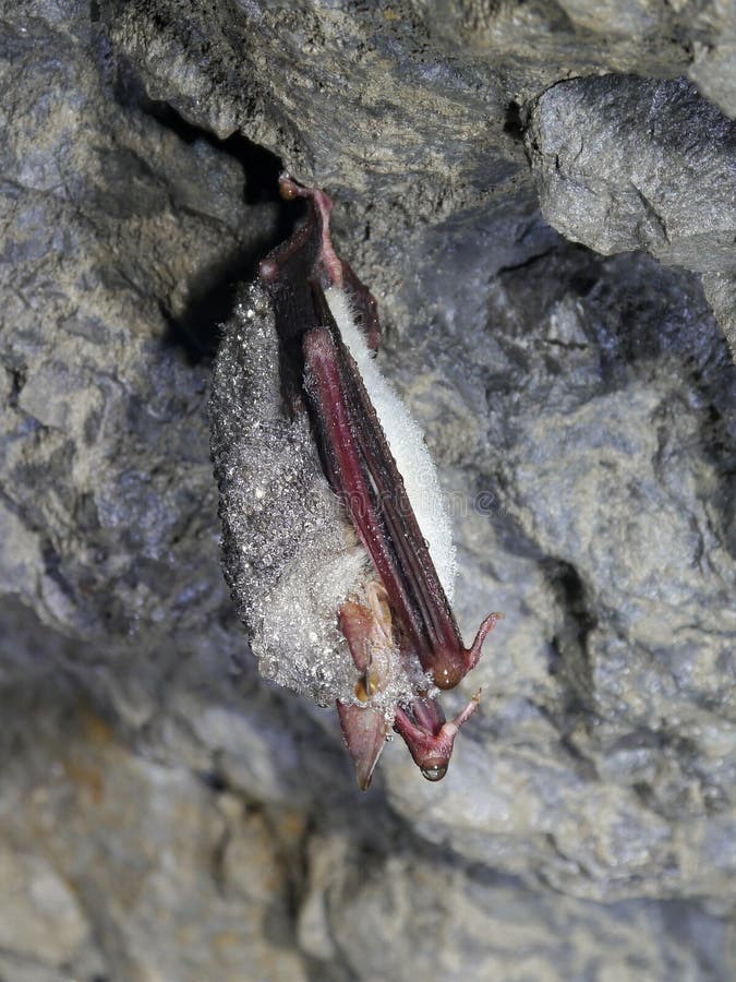 Bat in the cave stock image. Image of sleep, cautious - 66173315