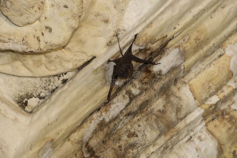 A Bat on the Ceiling of an Old Building Stock Photo - Image of animals ...