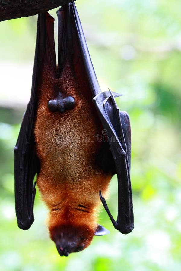 Bat (Chiroptera) stock image. Image of wildlife, wild - 8237423