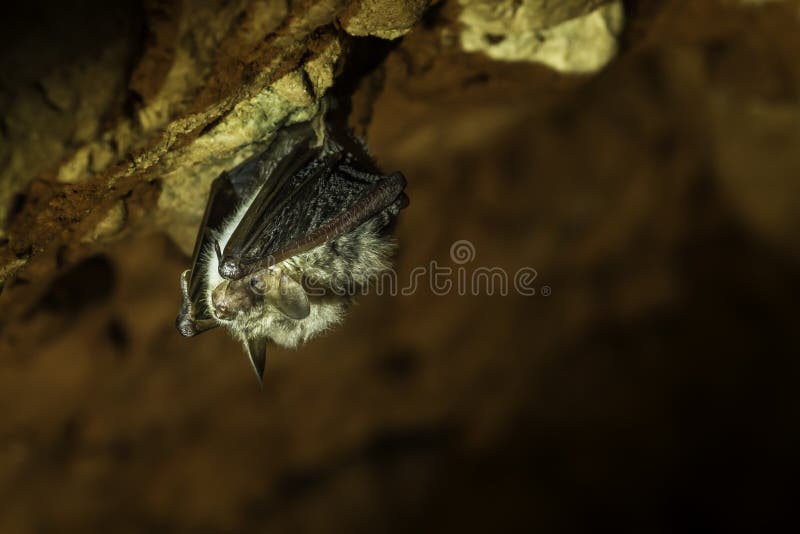 Bat (Chiroptera) stock image. Image of wildlife, wild - 8237423
