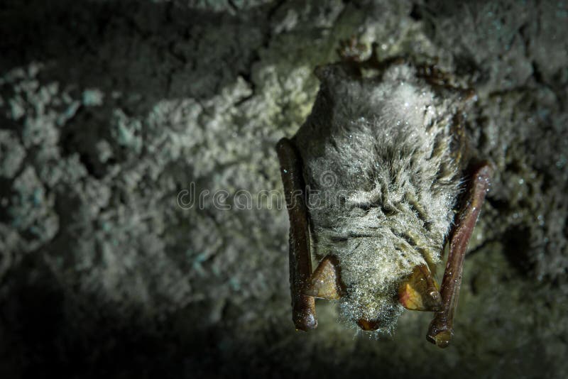 Bat (Chiroptera) stock photo. Image of animal, wildlife - 8238052