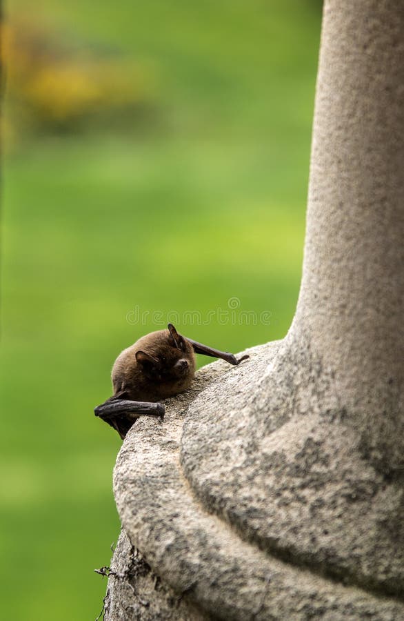 Bat stock photo. Image of wild, wall, animal, nature - 51760086