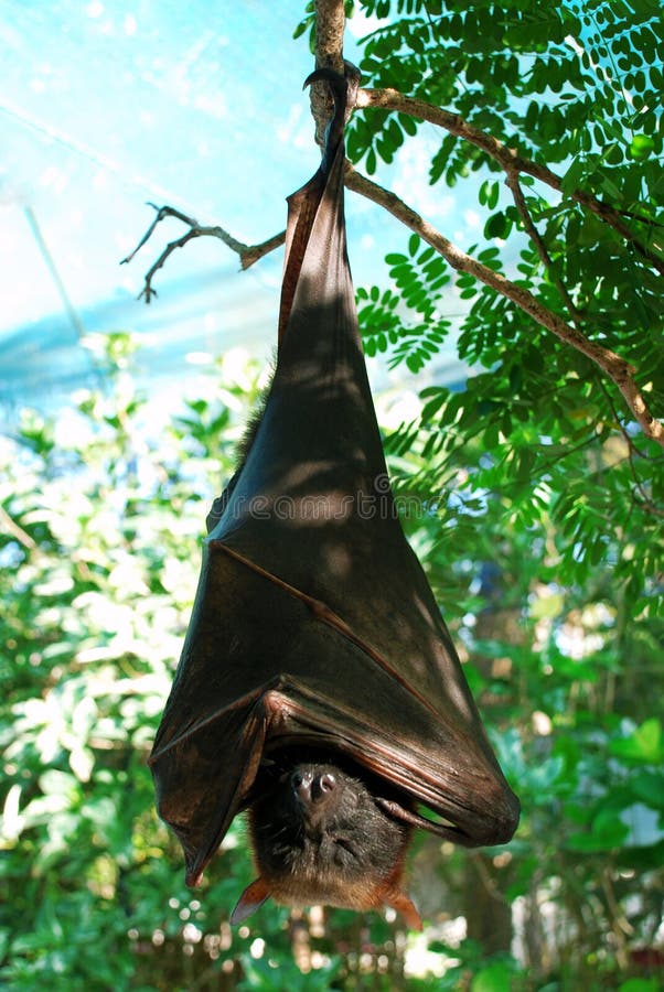 Bat Dong Stock Photos - Free & Royalty-Free Stock Photos from Dreamstime