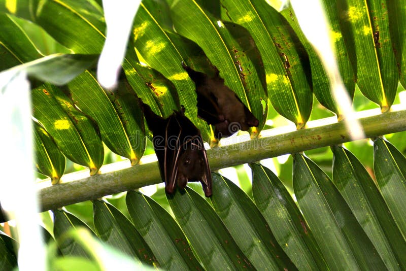 Bat stock image. Image of tree, landscape, rainforest - 88310237