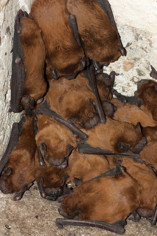 Bat colony stock image. Image of group, ecosystem, brown - 61601997