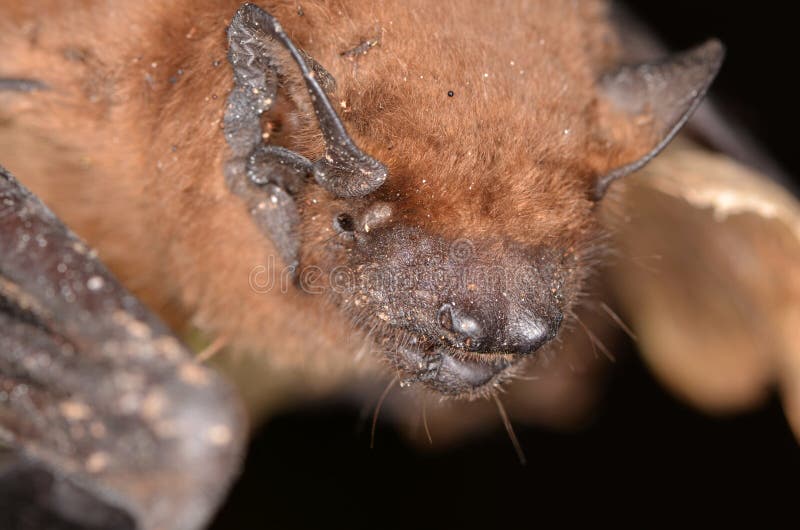 Bat - Common noctule stock image. Image of outdoor, closeup - 69499255