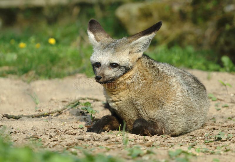 Bat Eared Fox Otocyon Megalotis Stock Image - Image of african, nature ...