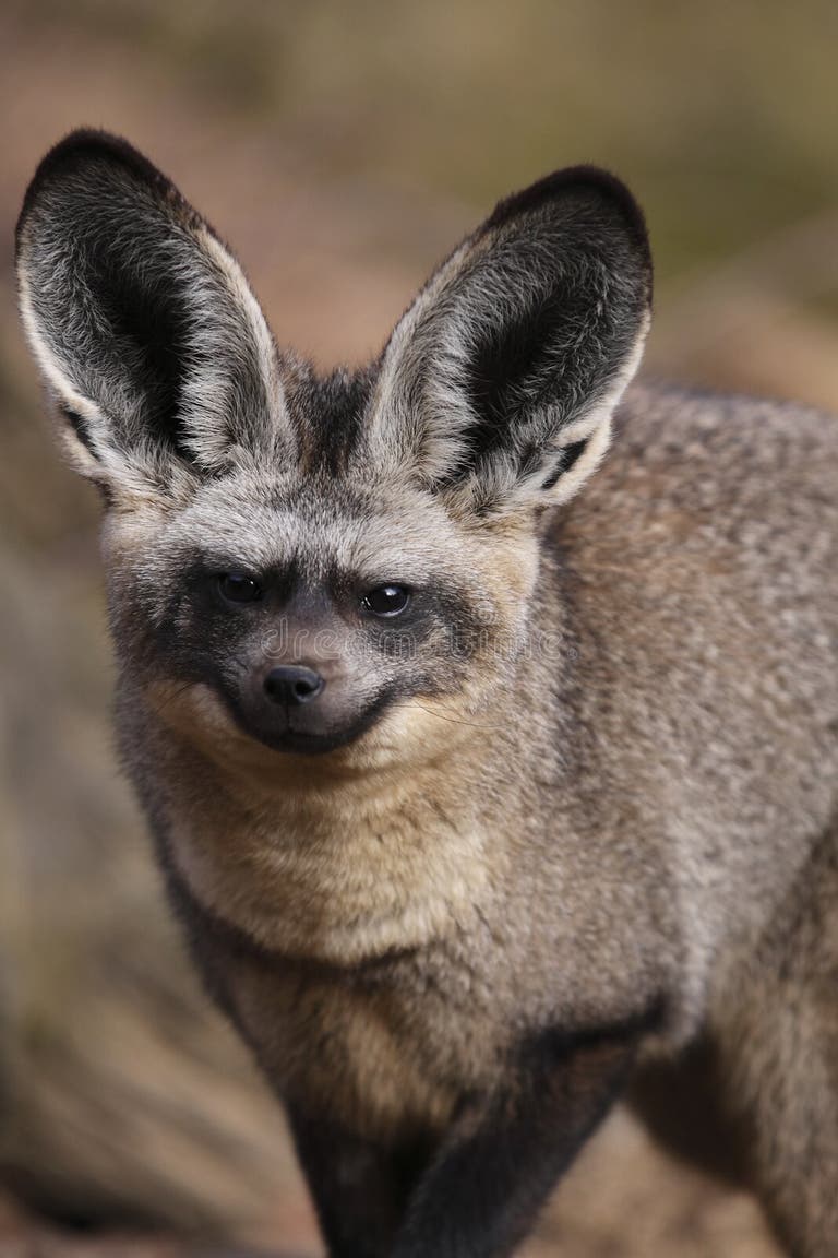 677 Bat Eared Fox Stock Photos - Free & Royalty-Free Stock Photos from ...