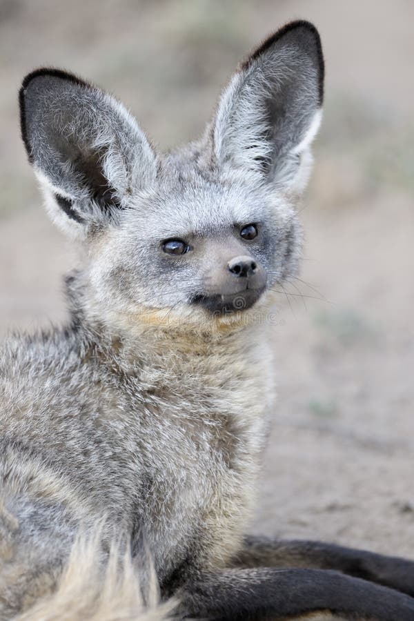 Bat Eared Foxes Serengeti Tanzania Stock Photos - Free & Royalty-Free ...