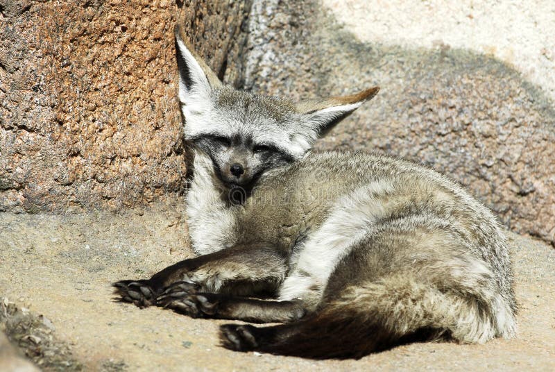 Bat-eared Fox Cubs stock image. Image of lovely, kralove - 354923