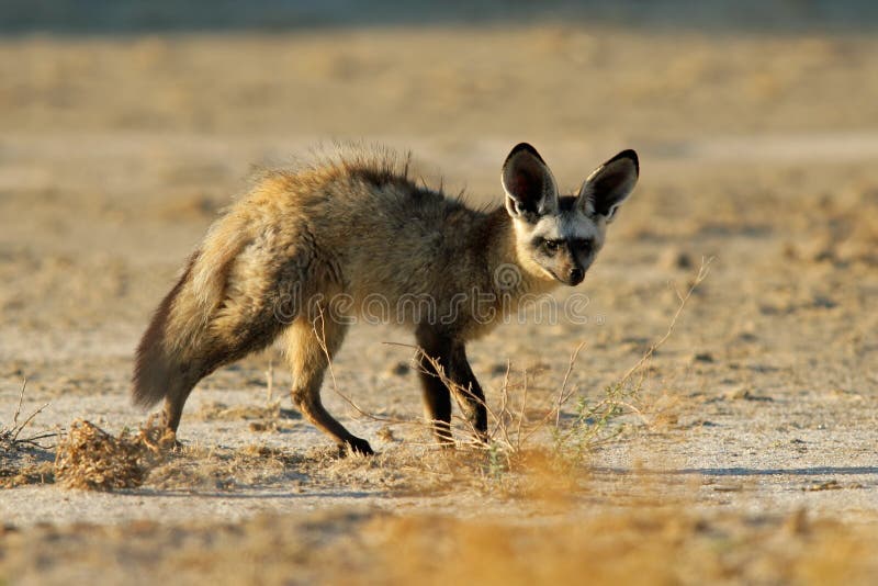 Bat-eared fox stock image. Image of creature, kalahari - 6674227