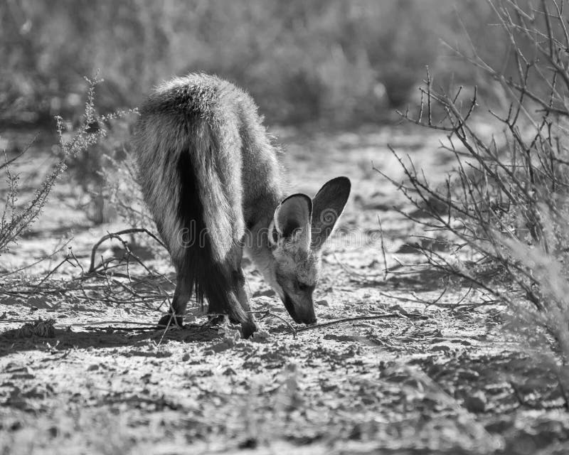 Bat-eared Fox stock image. Image of otocyon, carnivore - 225046345