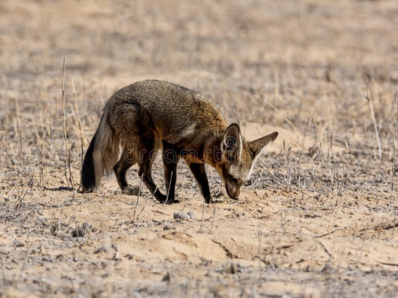 Bat-eared Fox stock photo. Image of natural, conservation - 158398492