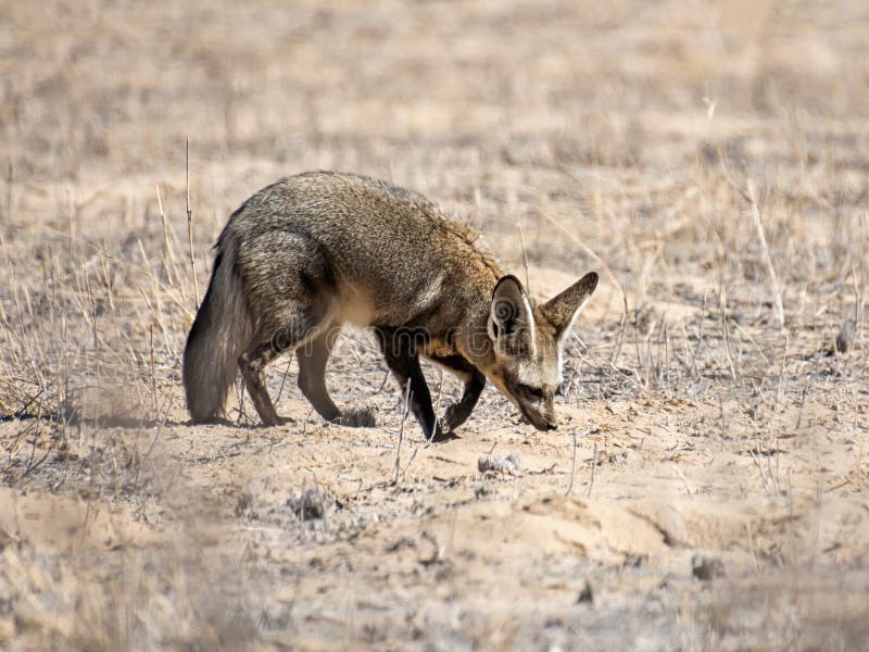 Bat-eared Fox stock photo. Image of natural, foraging - 155451196