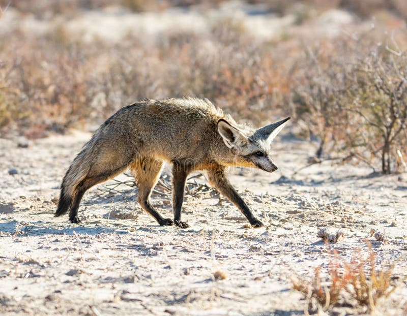 Bat-eared Fox stock image. Image of close, insectivore - 155451203