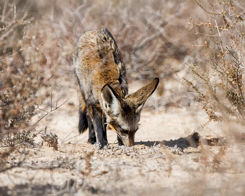 Bat-eared Fox stock image. Image of otocyon, carnivore - 225046345