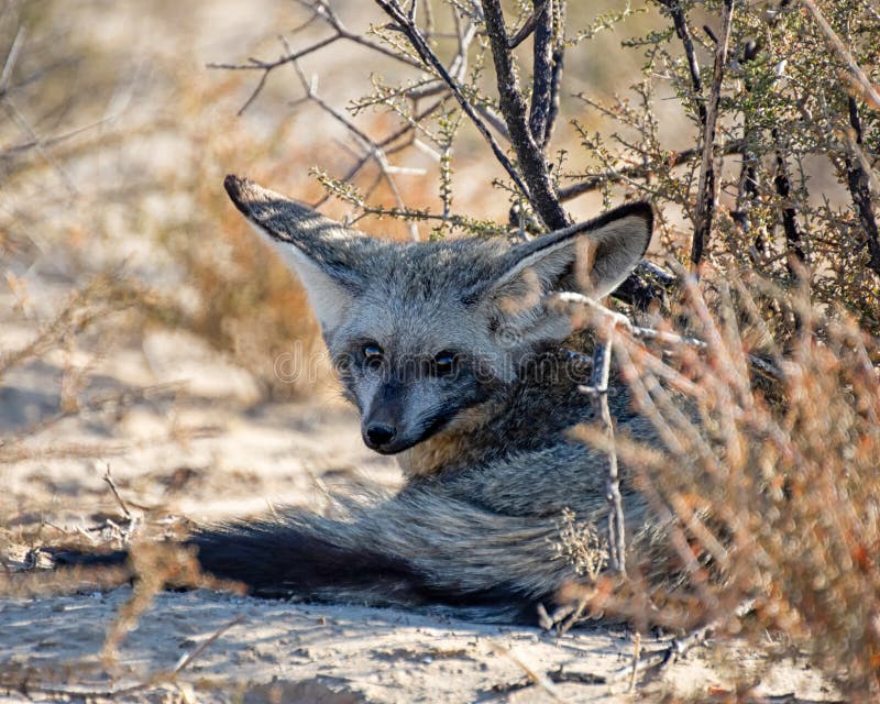Bat-eared Fox stock image. Image of habitat, natural - 281002753