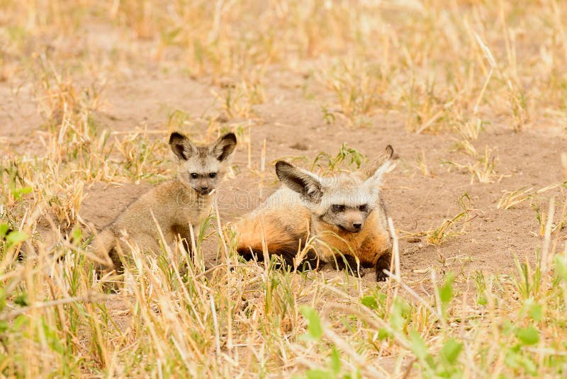 Bat Eared Fox with Kit Watching Stock Photo - Image of animal, safari ...