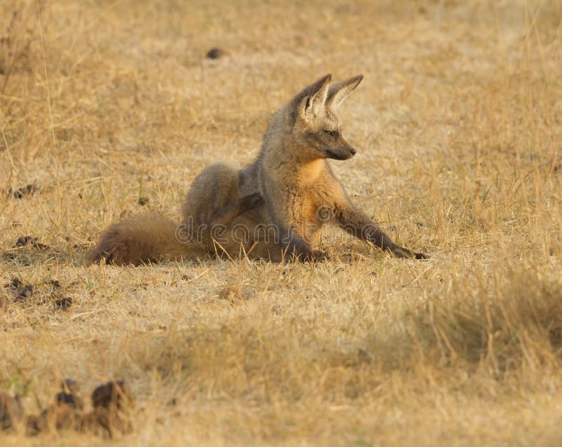 Bat-eared Fox Cubs stock image. Image of lovely, kralove - 354923