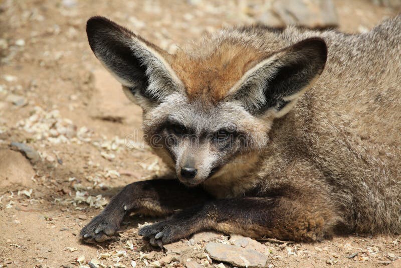 Bat-eared Fox (Otocyon Megalotis). Stock Photo - Image of foxes ...