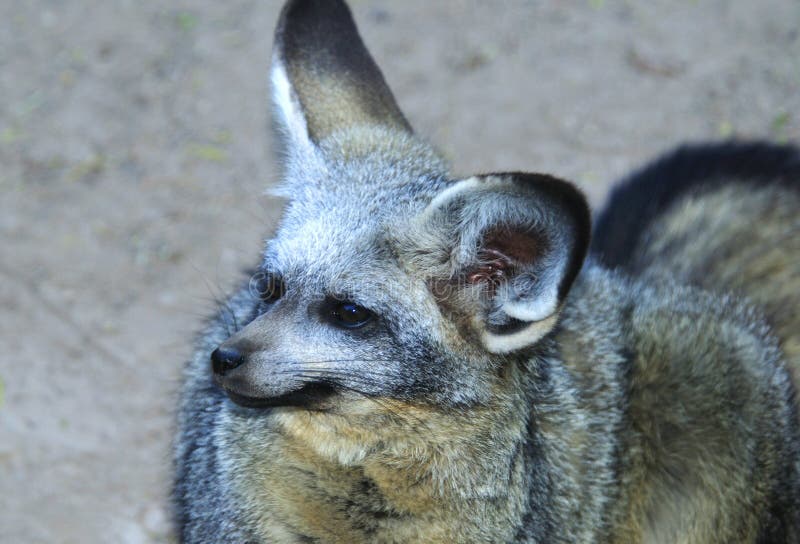 Bat Eared Fox stock image. Image of bateared, wild, ears - 38773495