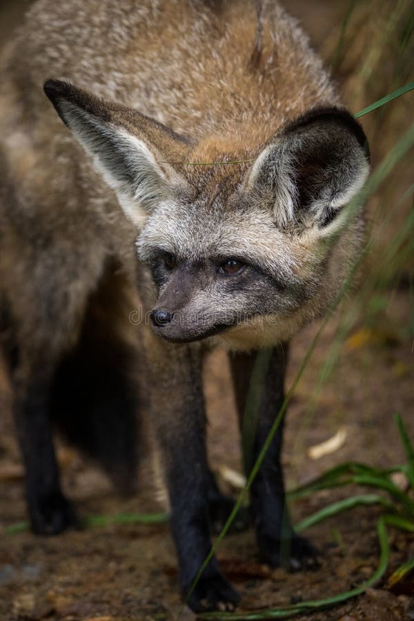 Bat-eared Fox Portrait in Nature Park Stock Image - Image of mammal ...
