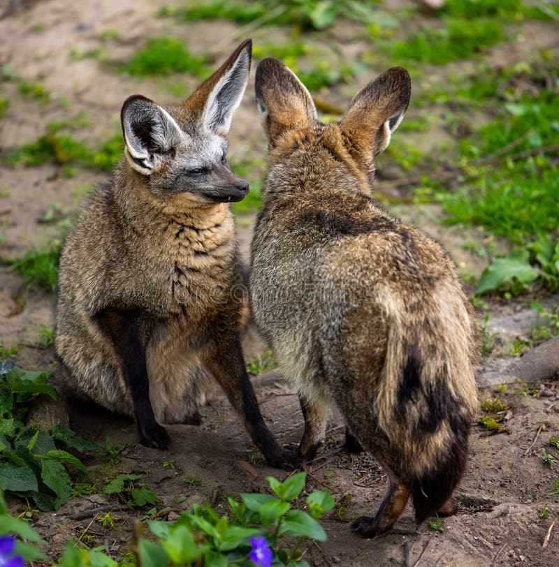 Fox Relaxing on Grass at the Zoo Stock Image - Image of sitting ...