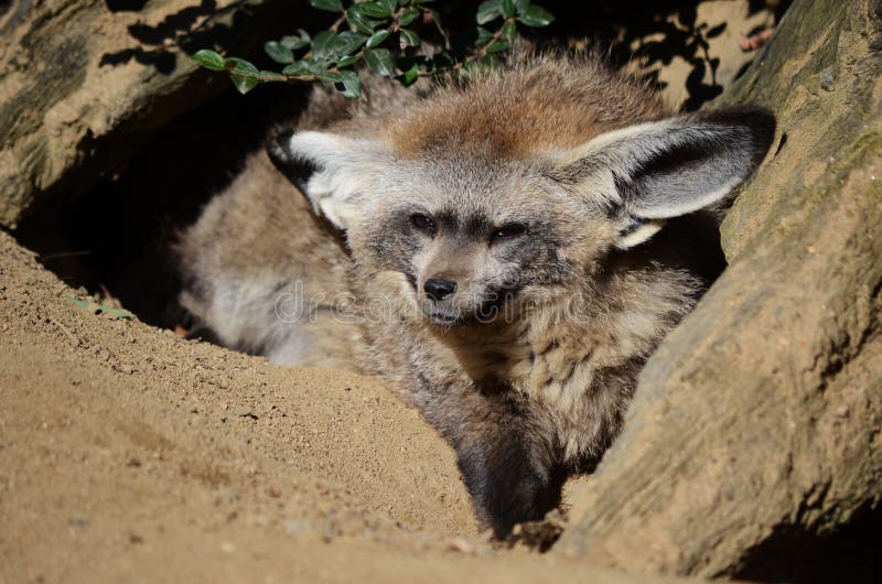 Bat-eared Fox Cubs stock image. Image of lovely, kralove - 354923