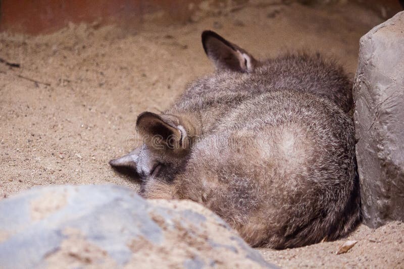 Desert Long Eared Bat Stock Photos - Free & Royalty-Free Stock Photos ...