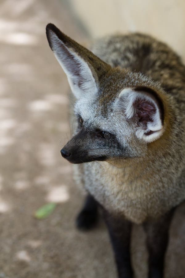Bat-eared fox stock photo. Image of cunning, eared, portrait - 52436298