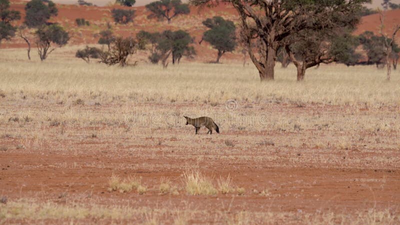 Bat Eared Fox Walking in the Namib Desert in Namibia. Stock Footage ...