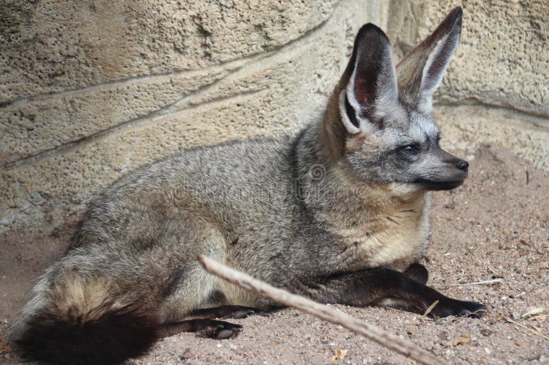 Bat-eared Fox in a Zoo (france) Stock Photo - Image of eared, wild ...