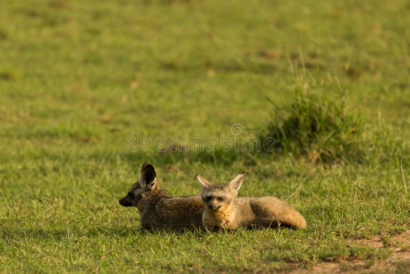 Bat-eared Foxes Resting on the Grass Stock Photo - Image of safari ...