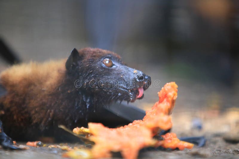 A Bat Eating Fruit during the Day Stock Photo - Image of fruit, exposed ...
