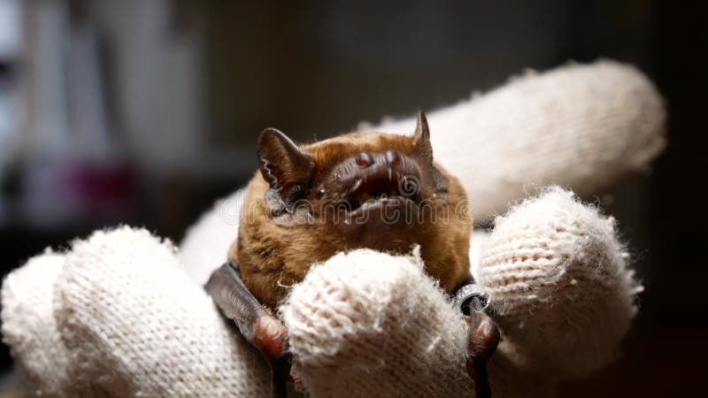A bat eats a beetle larva stock footage. Video of blood - 241213720