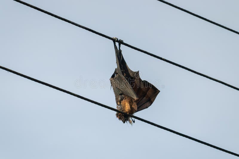 Dead Bird Cable Wire Stock Photos - Free & Royalty-Free Stock Photos ...