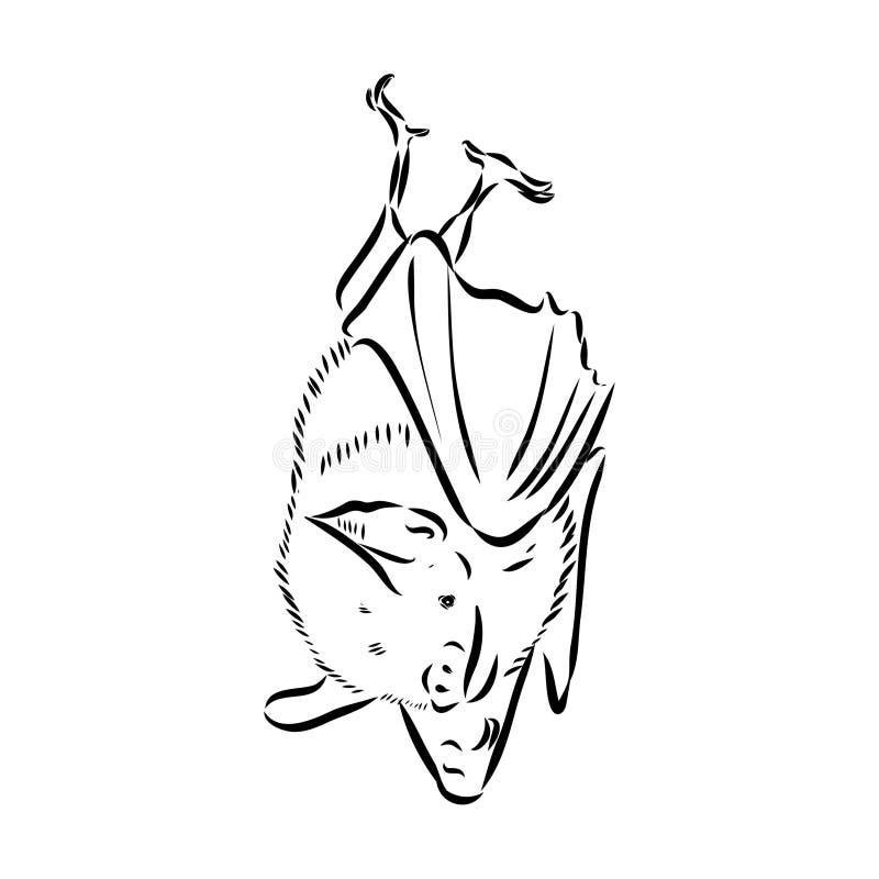 Bat Engraving Hand Drawn Illustration Stock Vector - Illustration of ...