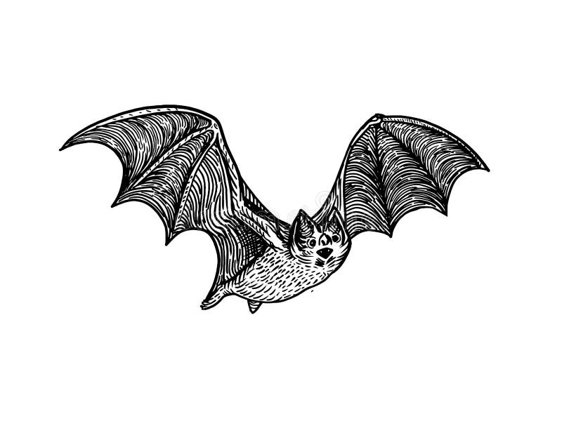 Bat Illustration, Drawing, Engraving, Ink, Line Art, Vector Stock ...