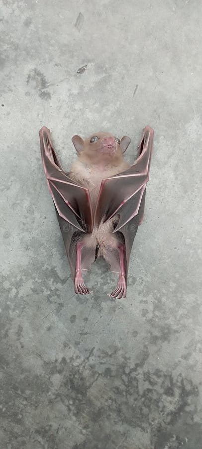 Bat fallen on floor stock photo. Image of animal, floor - 271660880