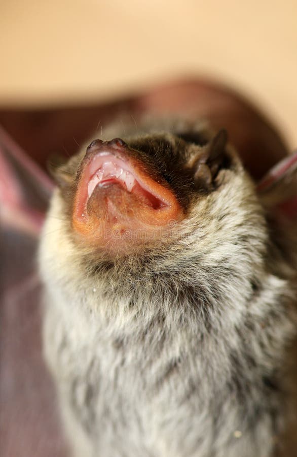 Bat fangs stock photo. Image of wings, vampire, mammal - 62263612