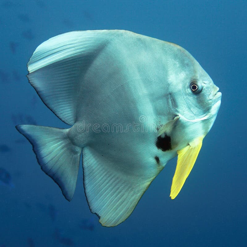 Bat fish - Maldives stock photo. Image of traveling, paradise - 10120094