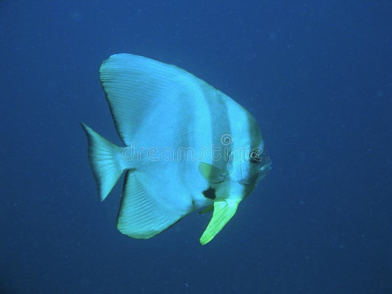 Bat fish stock photo. Image of dive, alive, ocean, blue - 15358238