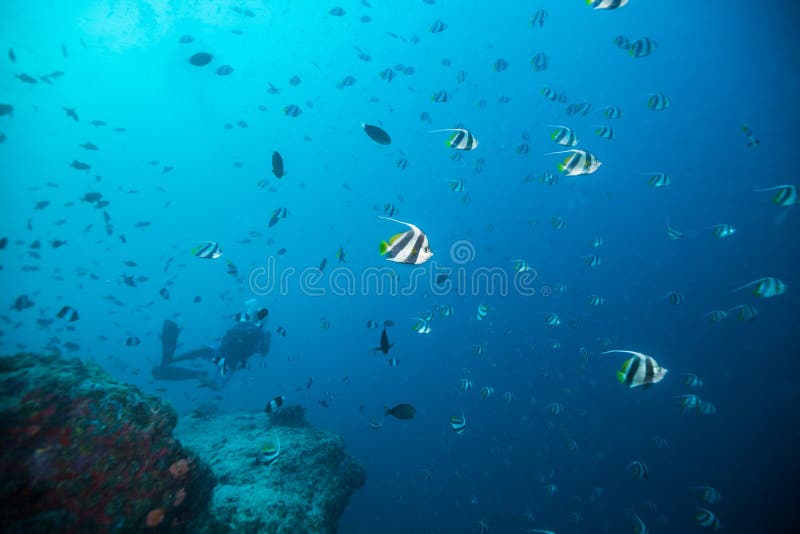 Big Flat Fish Floating in Deep Blue Ocean Stock Photo - Image of animal ...