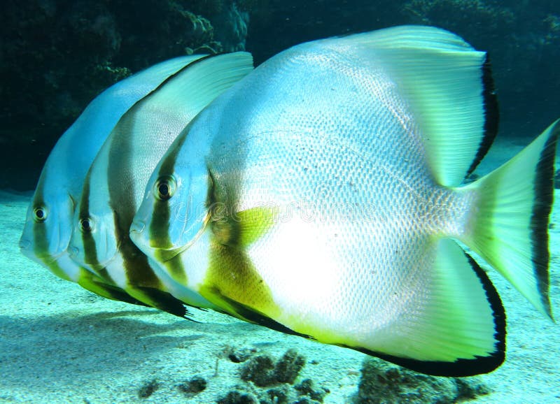 Bat fish stock image. Image of malikia, dabbab - 51137845