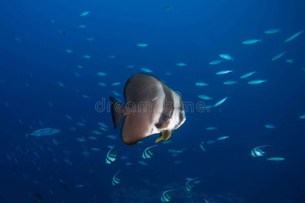 Bat fish stock image. Image of bluestripe, fins, fish - 34578641